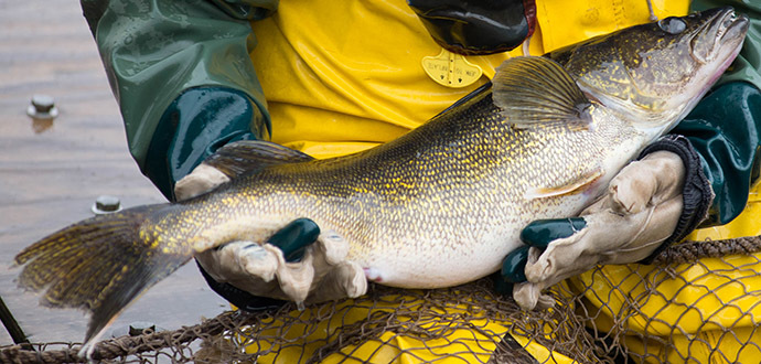 Walleye stocking: By the numbers | Maple Lake Messenger