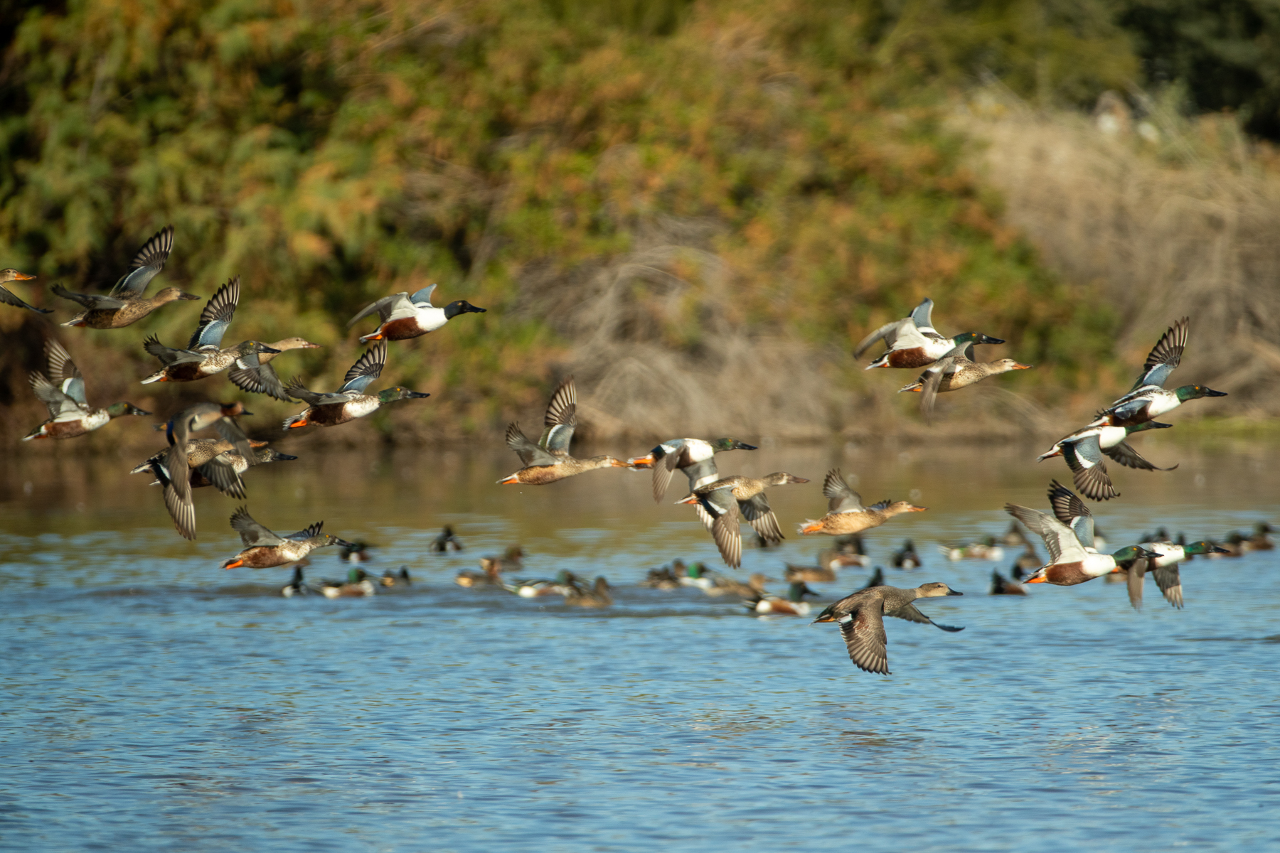 Minnesota DNR fish and wildlife almanac | Maple Lake Messenger