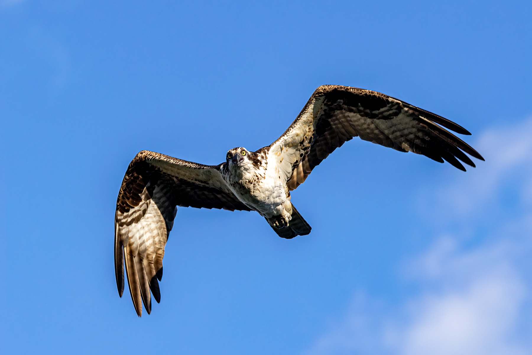 Nature Smart by Stan Tekiela | Maple Lake Messenger